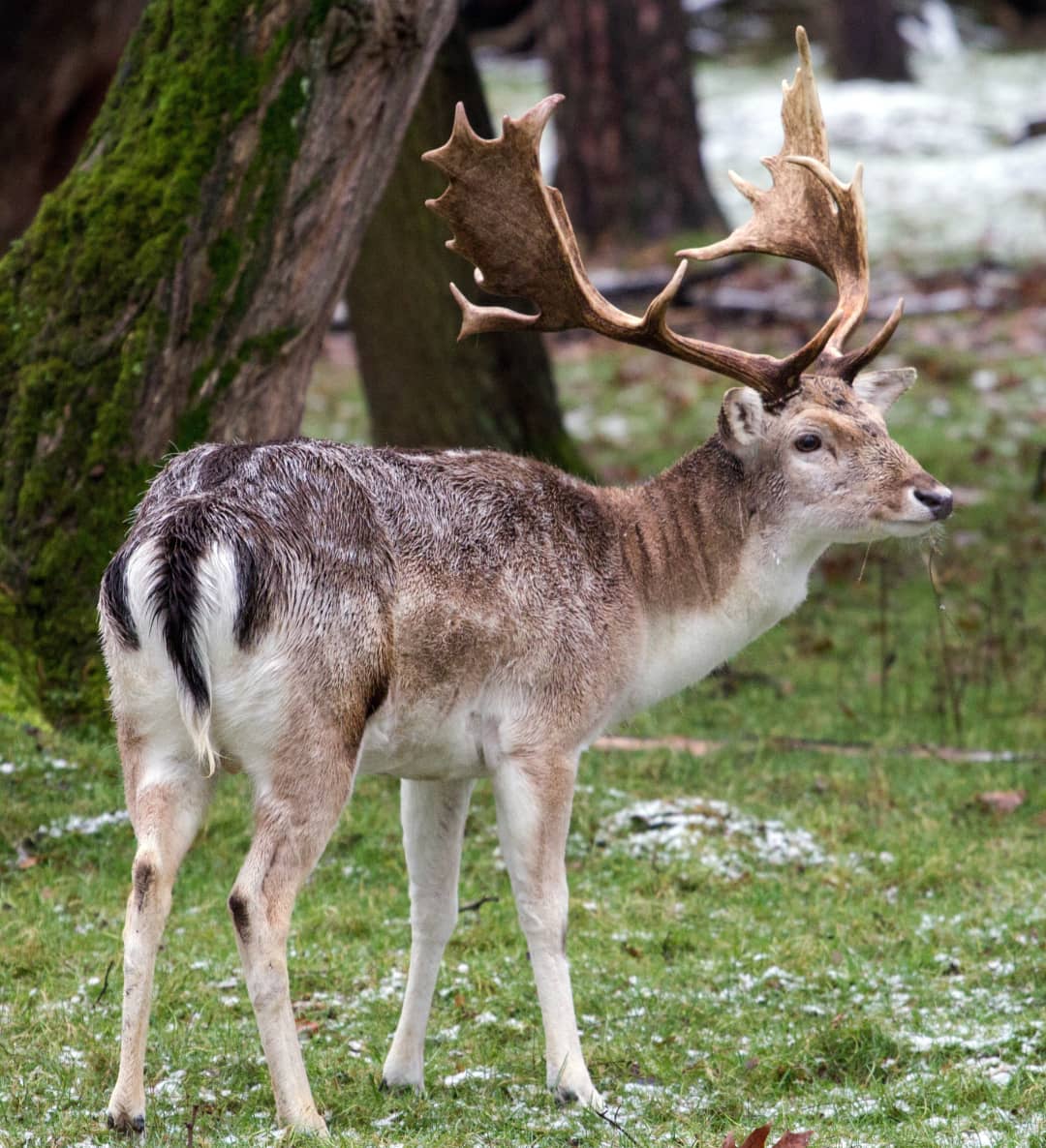 Fallow Deer | Wild Deer Best Practice Guidance